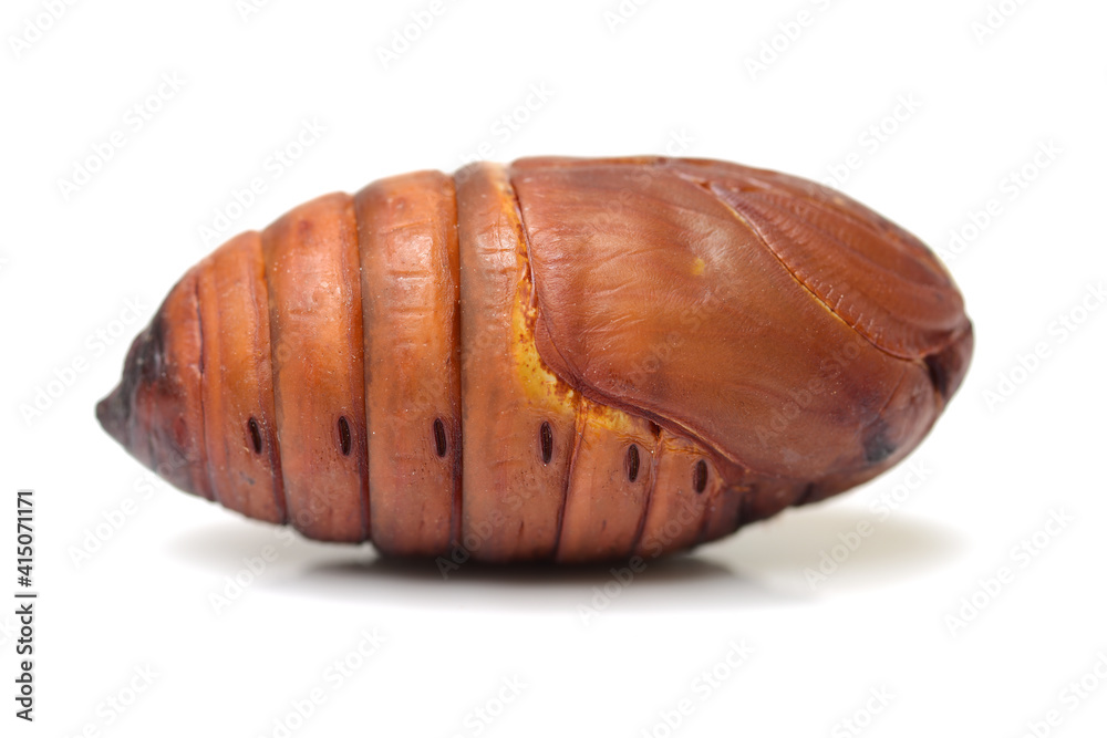 chrysalis silkworm ,silk worm cocoon on white background Stock Photo ...