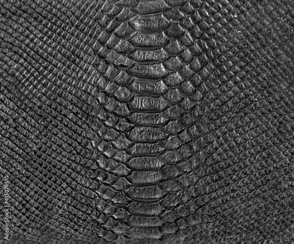 black snake skin pattern texture surface Stock Photo | Adobe Stock