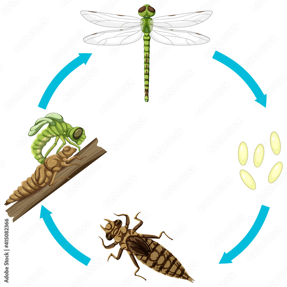 Life Cycle Of A Fly