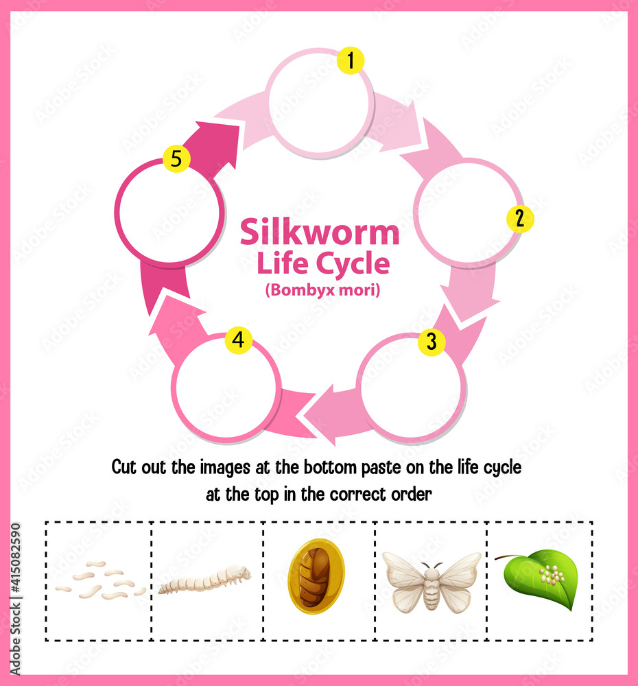 Diagram showing life cycle of Silkworm Stock Vector | Adobe Stock