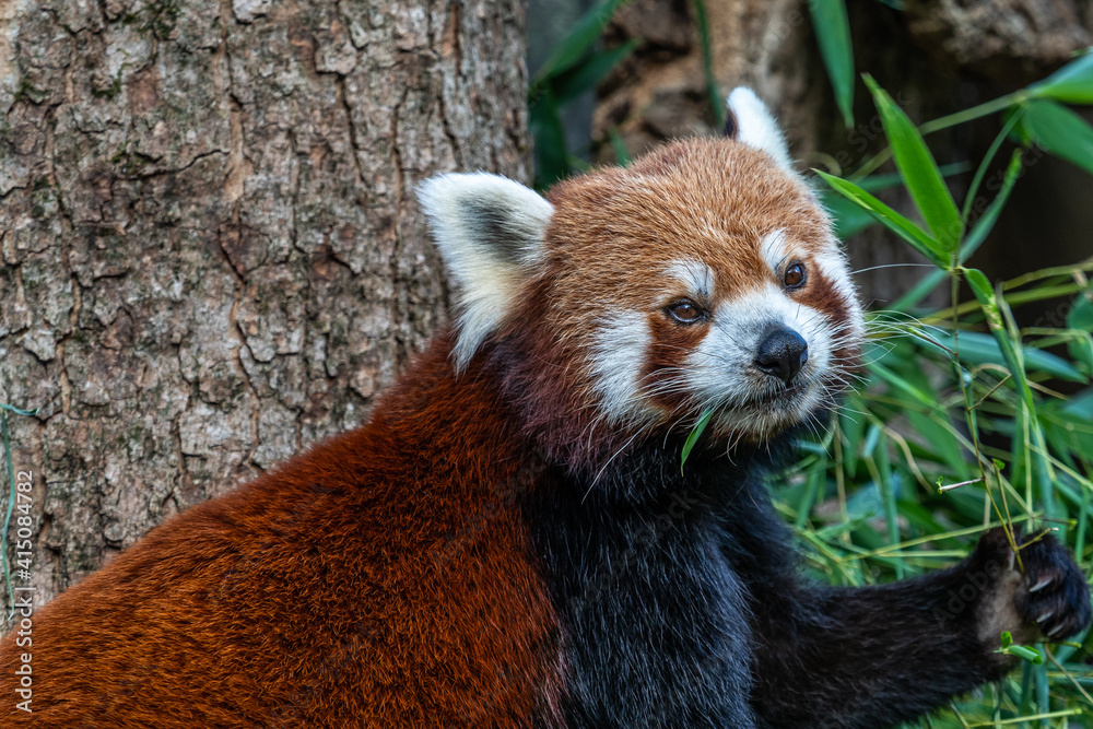 The red panda, Ailurus fulgens, also called the lesser panda. Stock ...