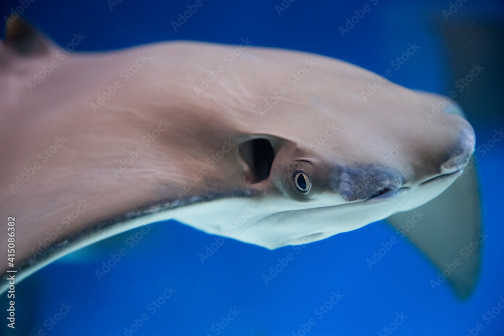 cownose ray swimming in the water, fish underwater in the aquarium ...