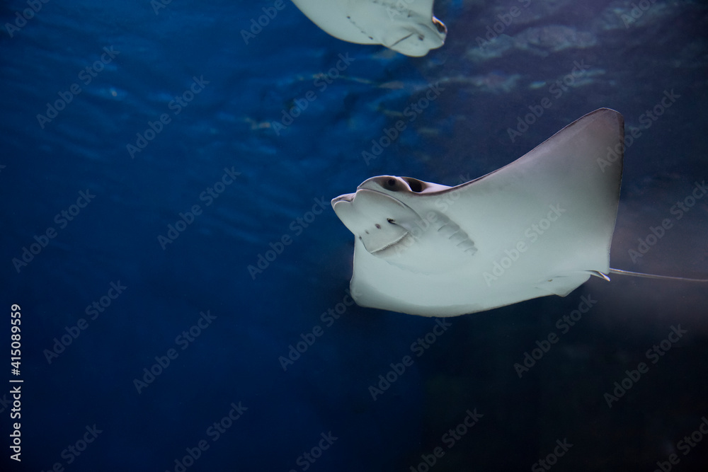 cownose ray swimming in the water, fish underwater in the aquarium ...