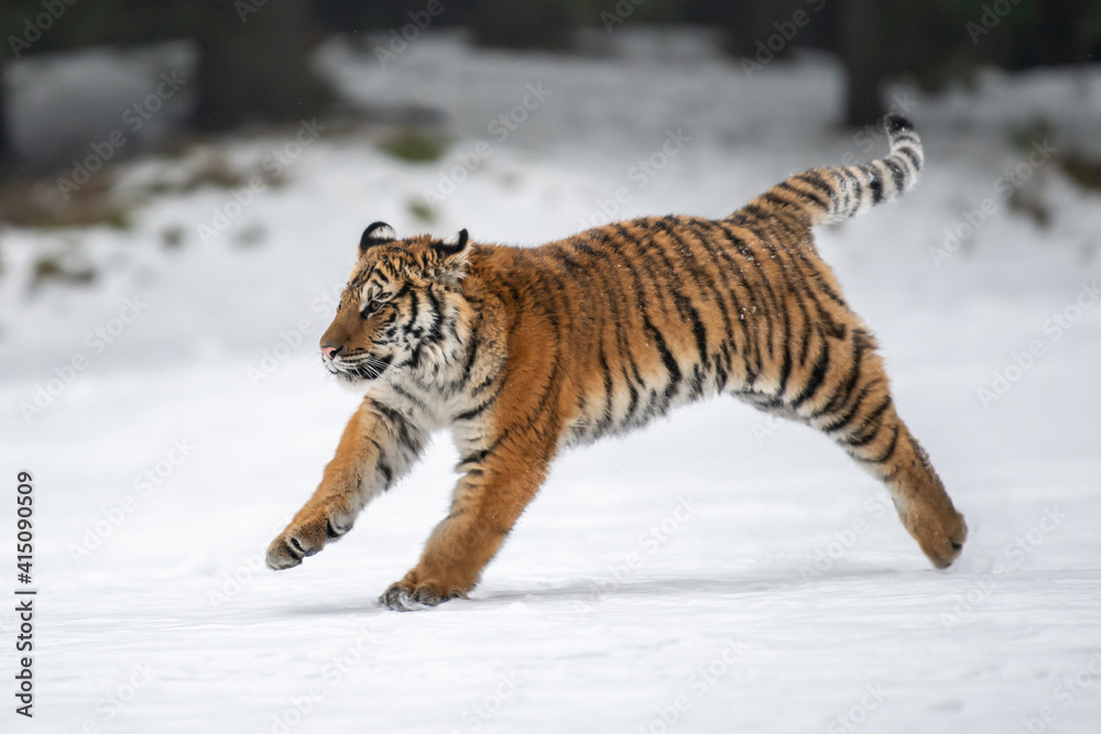 Tiger in wild winter nature, running in the snow. Action wildlife scene ...