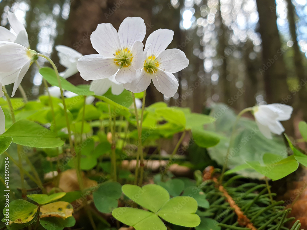 Oxalis acetosella, the wood sorrel in bloom in the forest Stock Photo ...