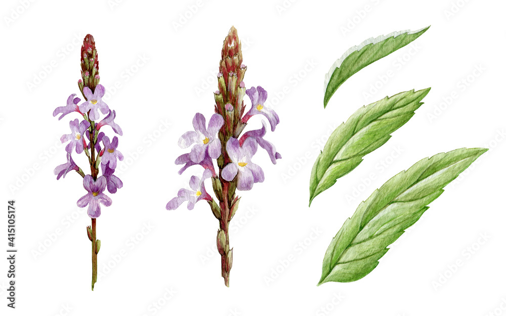 Verbena herb element organic watercolor set. Hand drawn vervain plant ...
