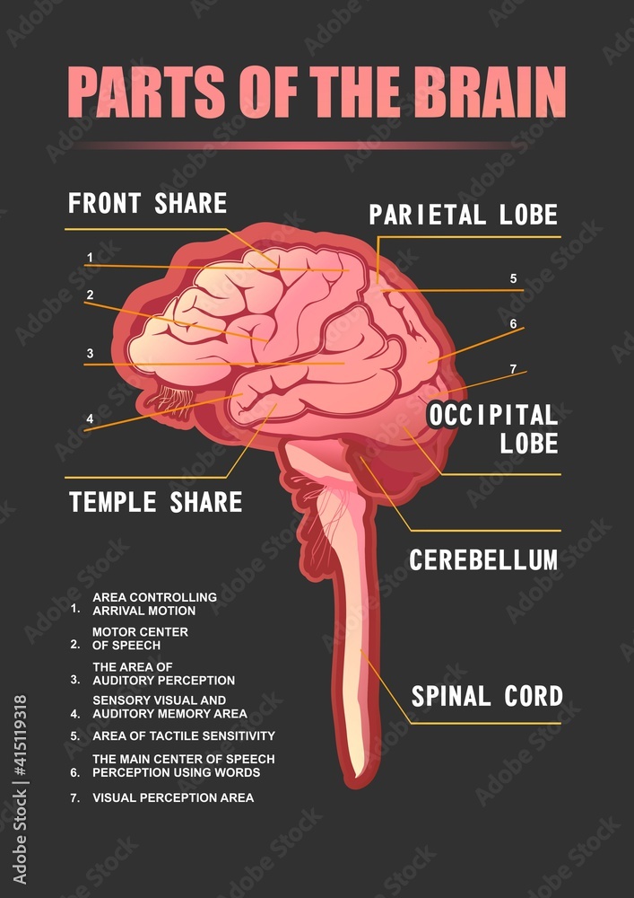 parts of the brain educational scheme Stock Vector | Adobe Stock