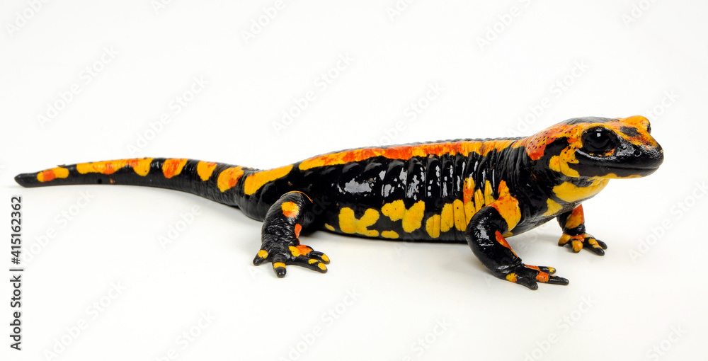 red and yellow Fire salamander (Salamandra salamandra terrestris) // gelb-roter Feuersalamander ...