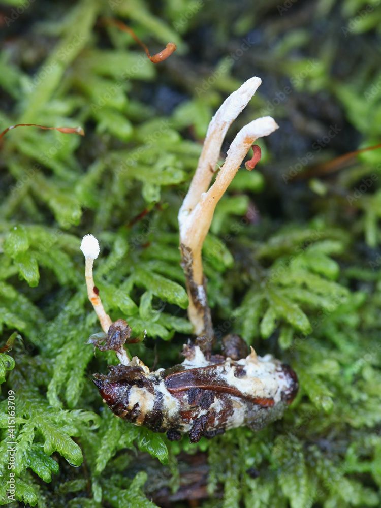 Cordyceps farinosa, an entomopathogenic fungus from Finland growing ...