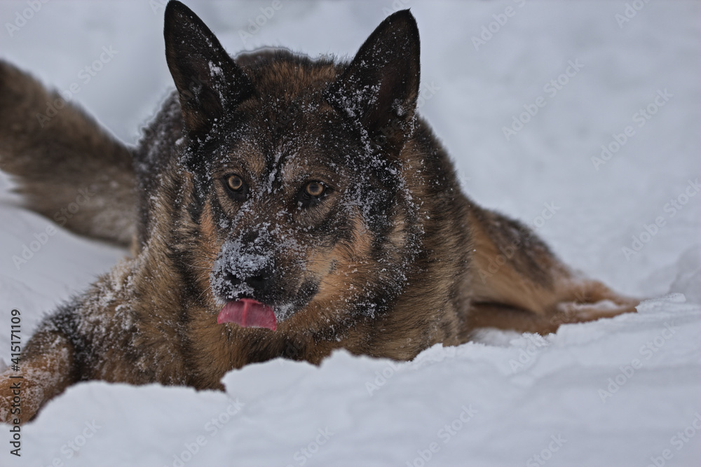 Wolf Stock Photo | Adobe Stock