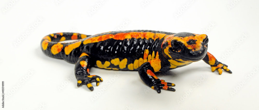 gelb-roter Feuersalamander (Salamandra salamandra terrestris) // red and yellow Fire salamander ...