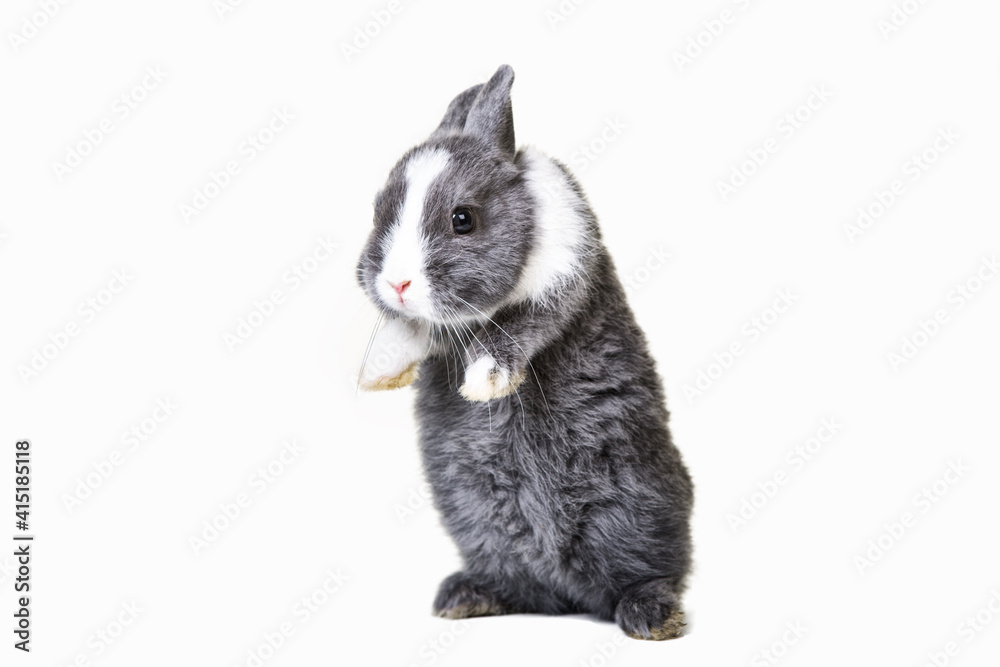 Cute little grey and white rabbit isolated on behind legs standing ...