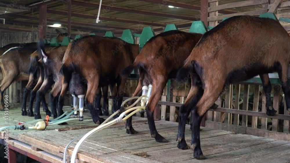 Dairy Goat Milking Parlor - Goats Being Milked by Milking Machines ...