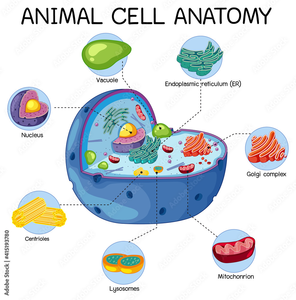 Anatomy of animal cell (Biology Diagram) Stock Vector | Adobe Stock