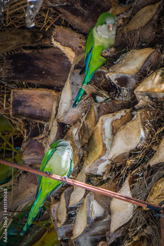 Foto de Green parrots, known as Monk parakeets taking refuge in Nerja's ...
