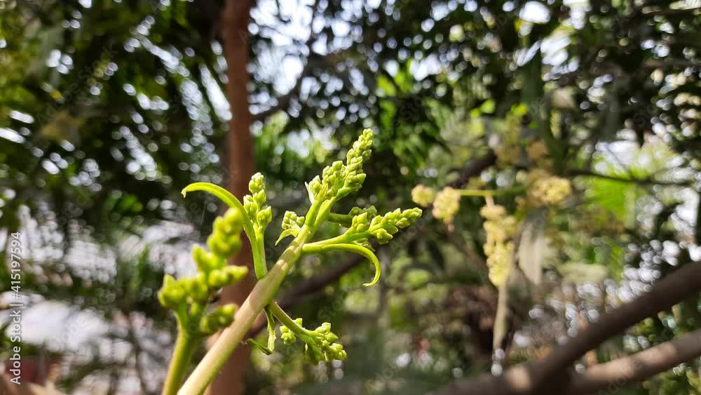 Mango flower blossom, Aam ka Manzar. inflorescence and immature fruits ...
