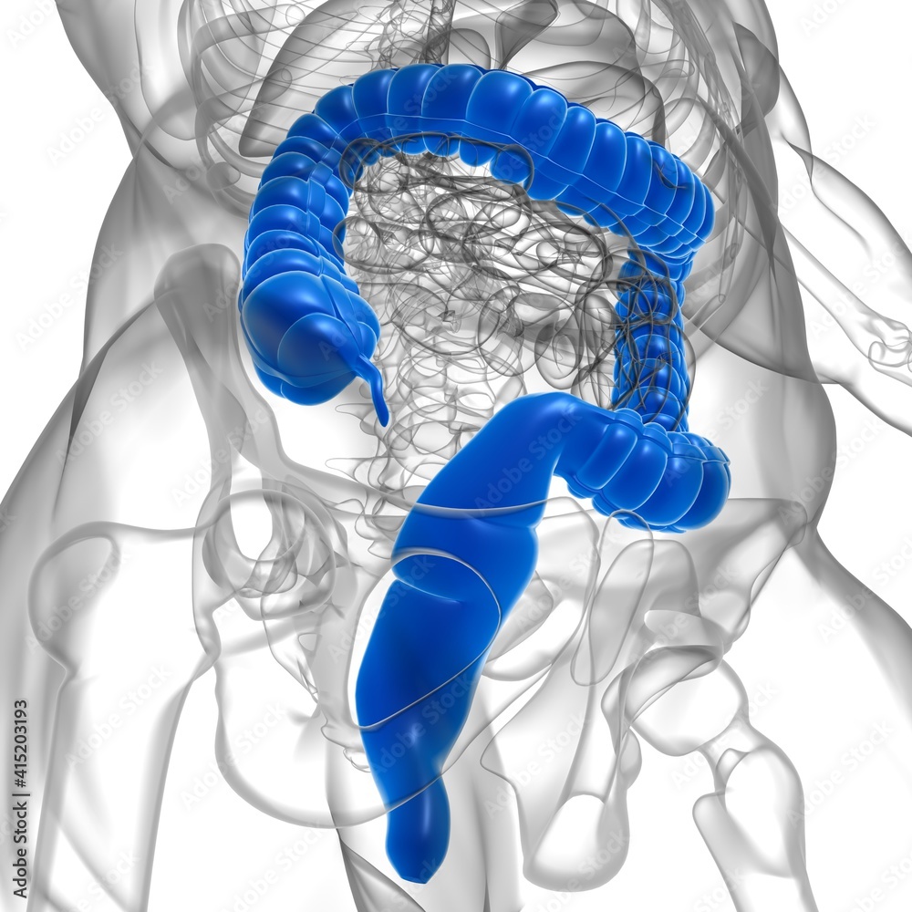 Large Intestine 3D Illustration Human Digestive System Anatomy Stock ...