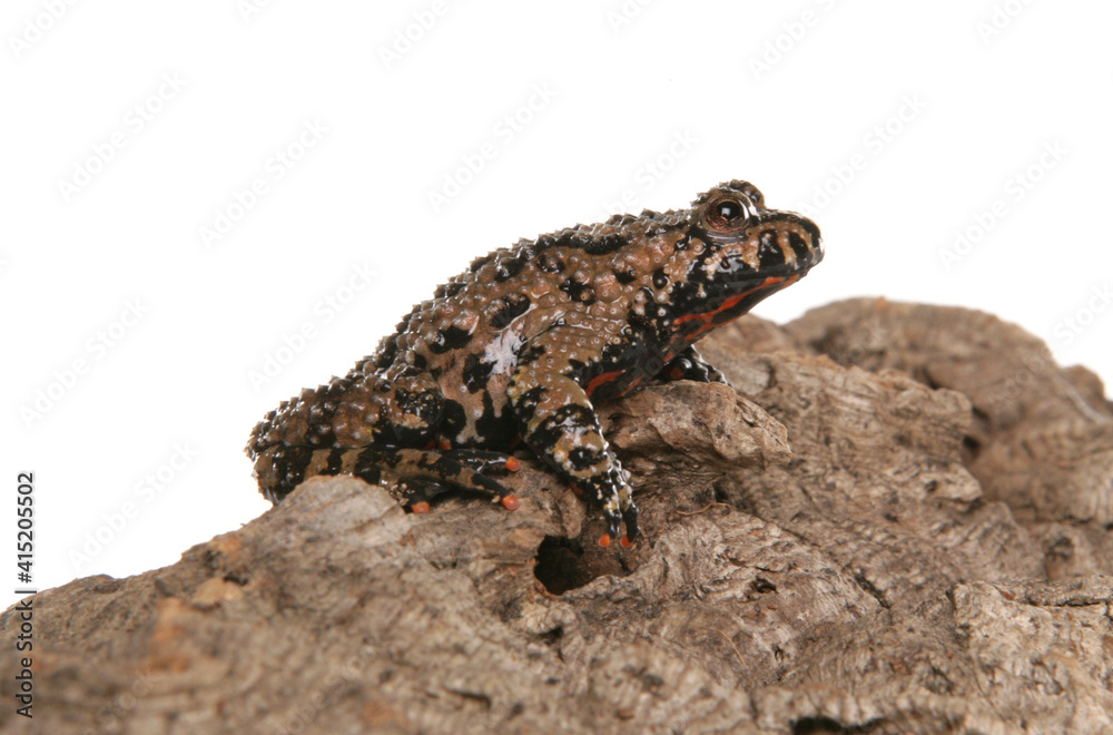 Fire-bellied toad Stock Photo | Adobe Stock