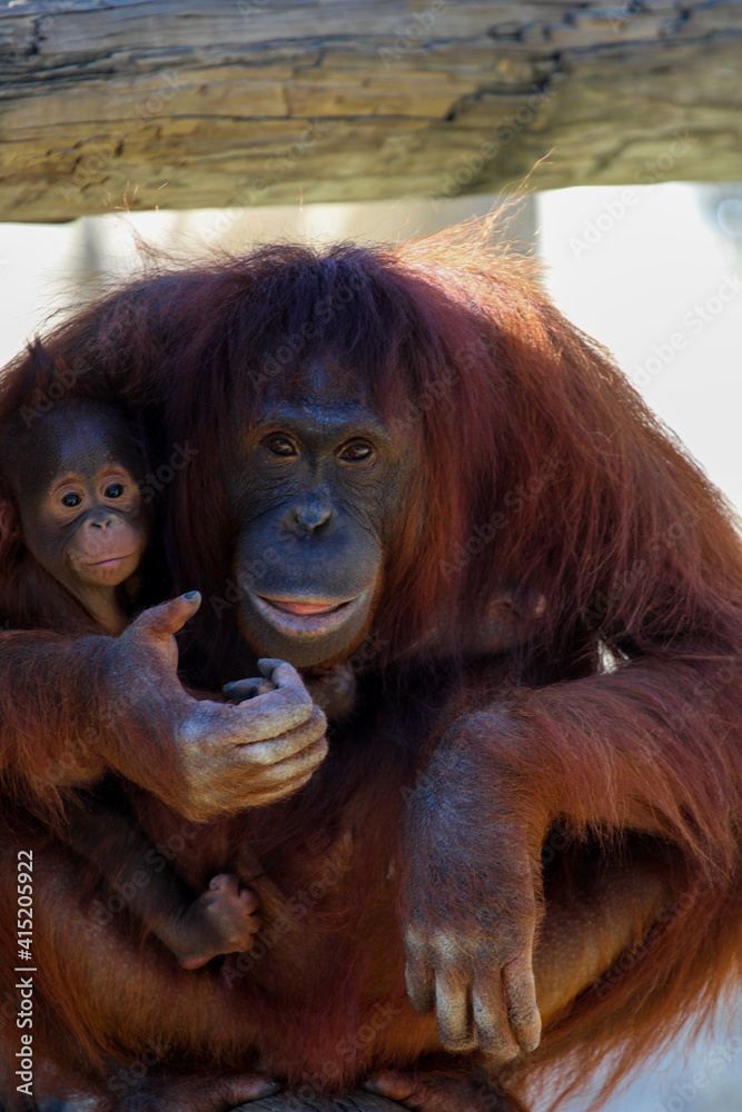 mother and baby orangutan at the zoo Stock Photo | Adobe Stock