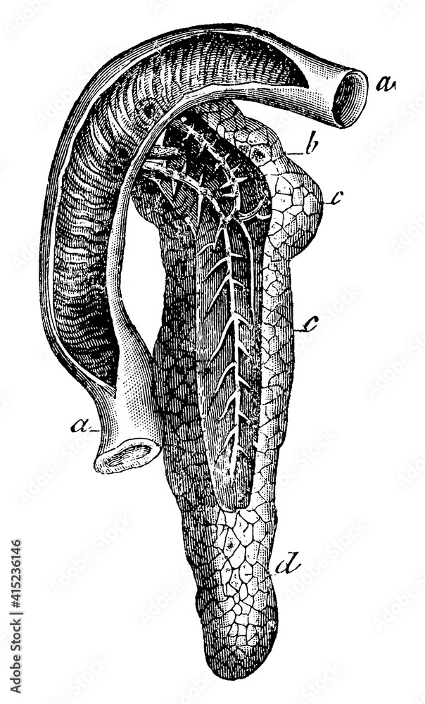 Anatomy of the pancreas. Illustration of the 19th century. Germany ...
