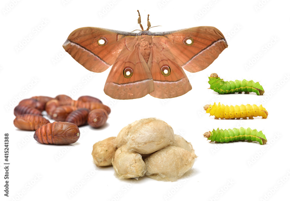 Silk moth life cycle on white background Stock Photo | Adobe Stock