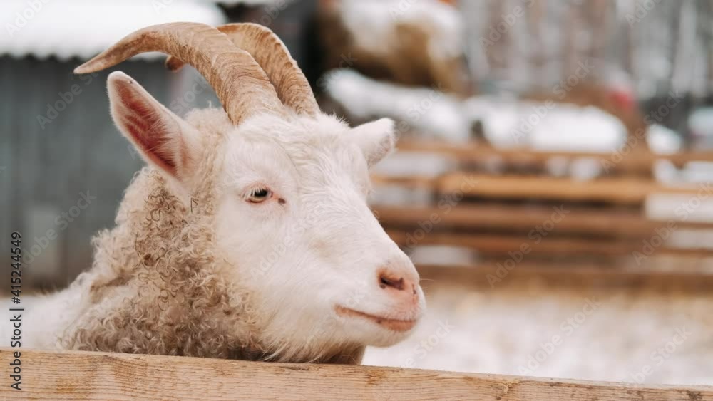 Goat in winter in the pen. The goat looks into the camera. Farm. Goat ...