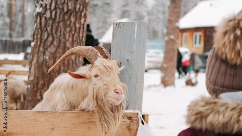 Goat in winter in the pen. The goat looks into the camera. Farm. Goat ...