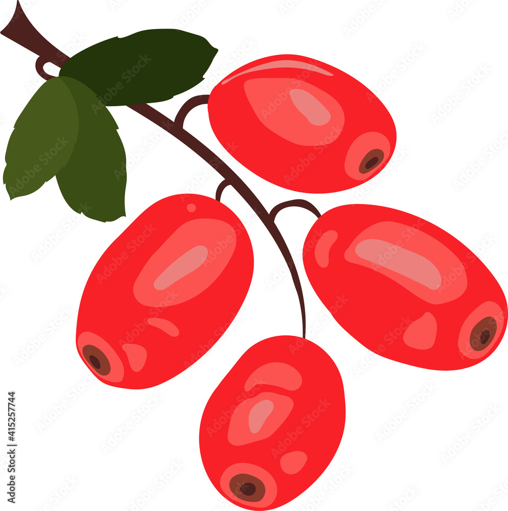 Barberry, berberis isolated icon, red berries with green leaves, hand ...
