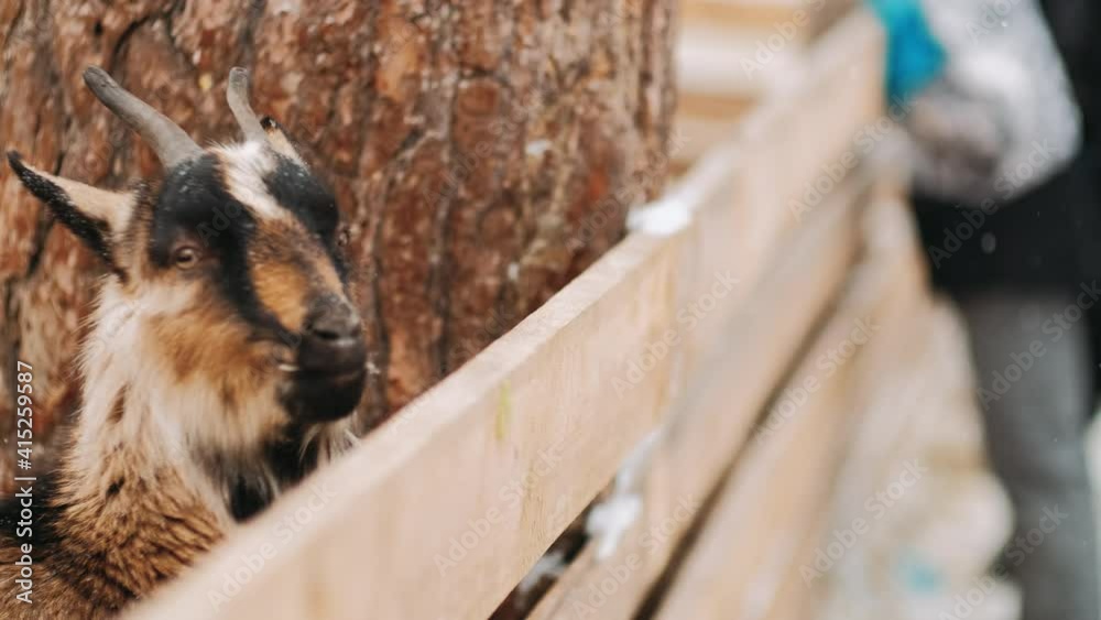 Goat in winter in the pen. The goat looks into the camera. Farm. Goat ...