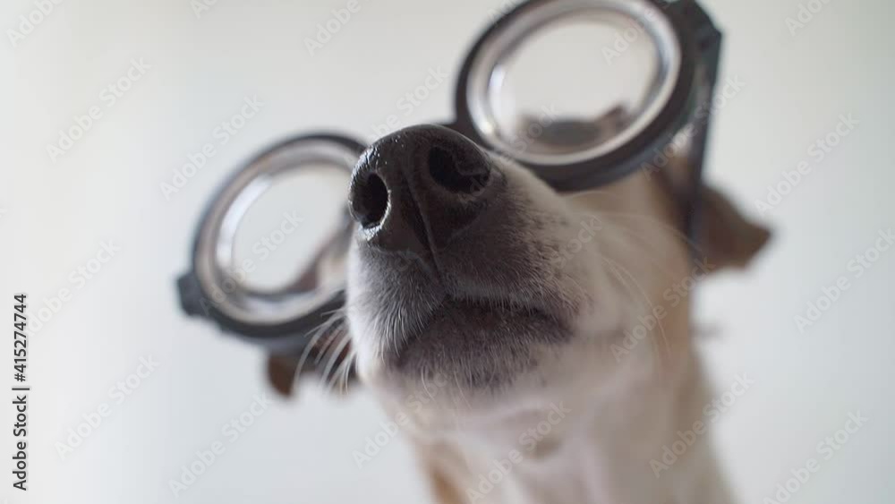 Dog in glasses. Funny nerd smart dog face close up looking to the ...