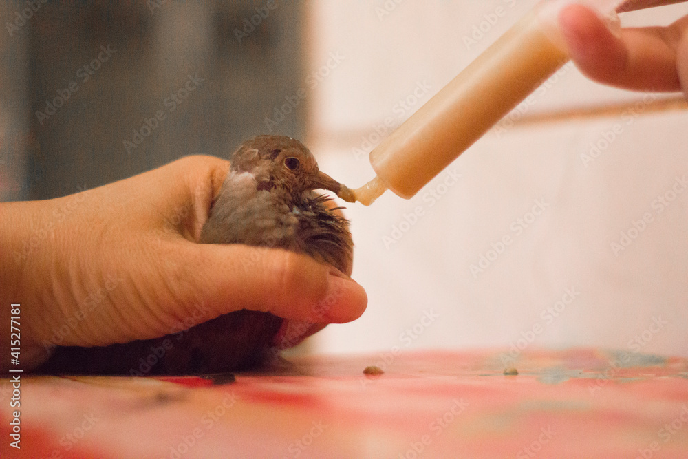 Feeding orphaned baby bird with a syringe. Newbord dove, pigeon rescued ...