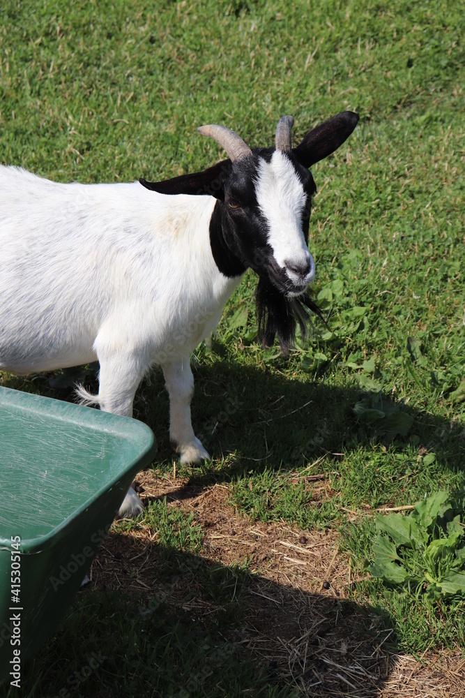 Ziege Zwergziege auf Wiese Tränke Stock Photo | Adobe Stock