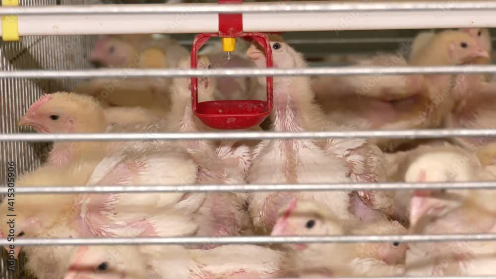 Baby chicken in poultry farm. On a modern poultry farm, broilers drink ...