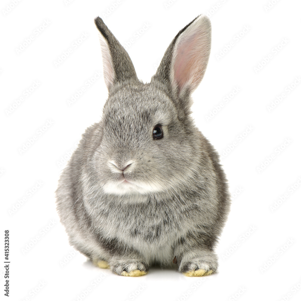 Grey Rabbit