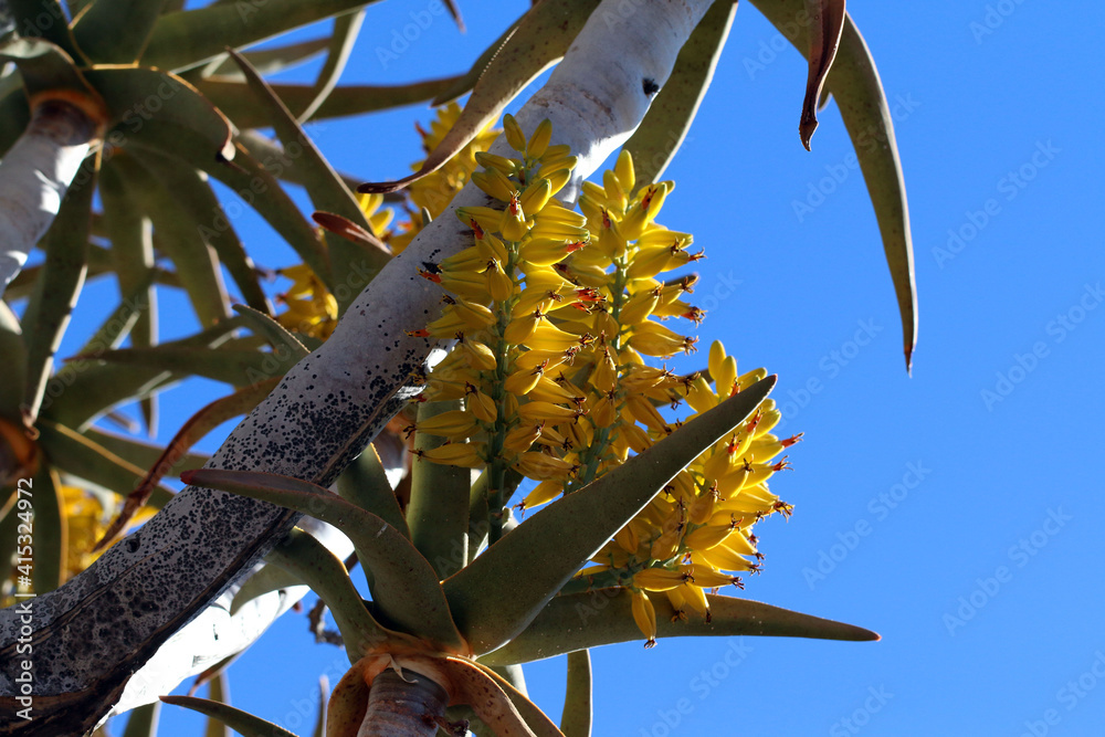Quiver tree blooming on a clear sky day in the Quiver forest in Namibia ...