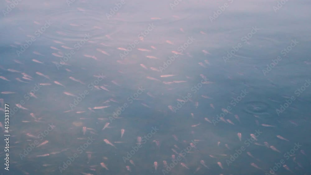 Dense schools of anchovy fish, fry in the shallow waters of the Andaman ...