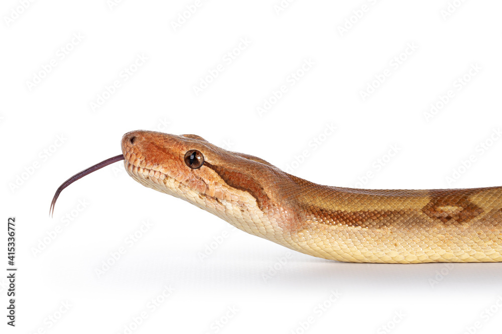 Head shot of adult T+ albino Boa Constrictor aka Boa Imperator snake ...