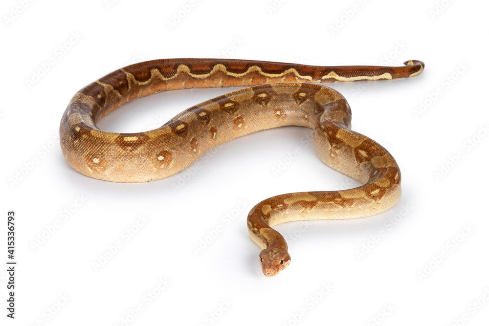Full body shot of adult T+ albino Boa Constrictor aka Boa Imperator ...
