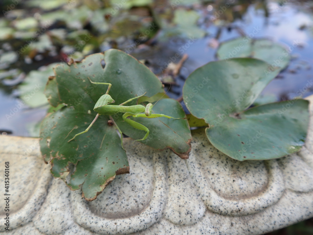 Praying mantis on the leaf of water lily design for wildlife concept ...
