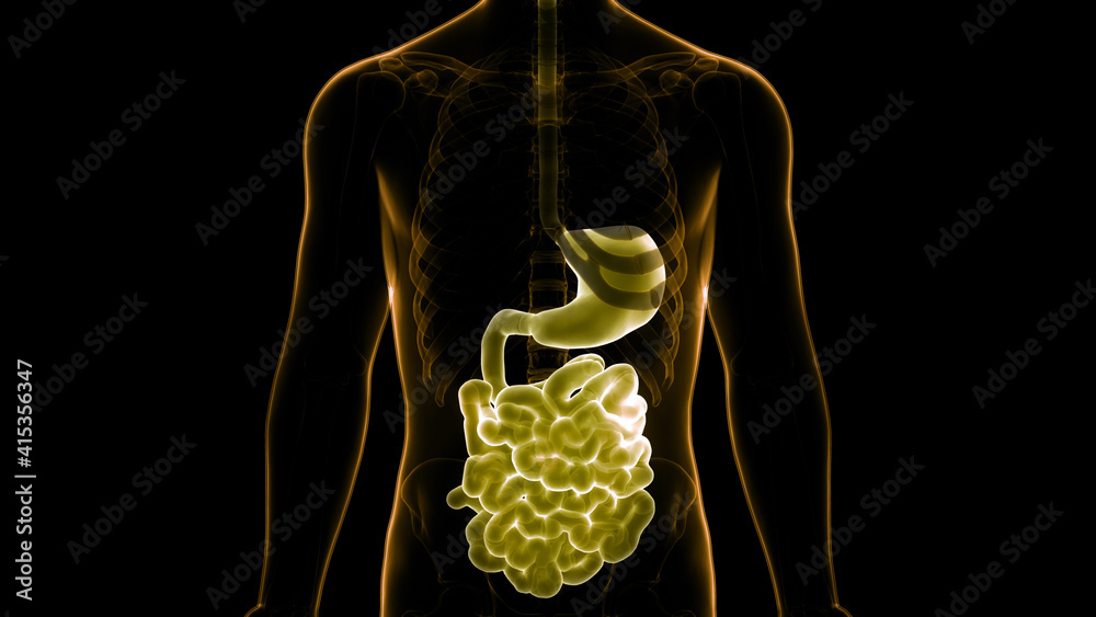 Human Digestive System Anatomy Stock Illustration | Adobe Stock