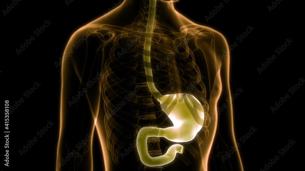 Human Digestive System Stomach Anatomy Stock Illustration | Adobe Stock