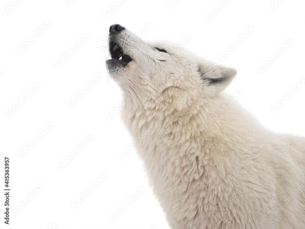 Wolf Howling White Background