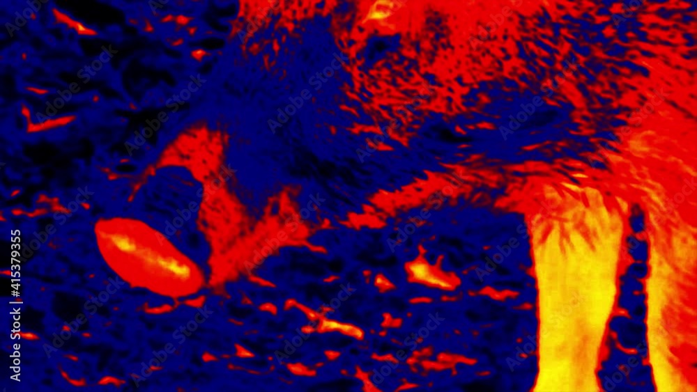 Wild boar in the night forest. This is how a hunter sees a boar in a ...