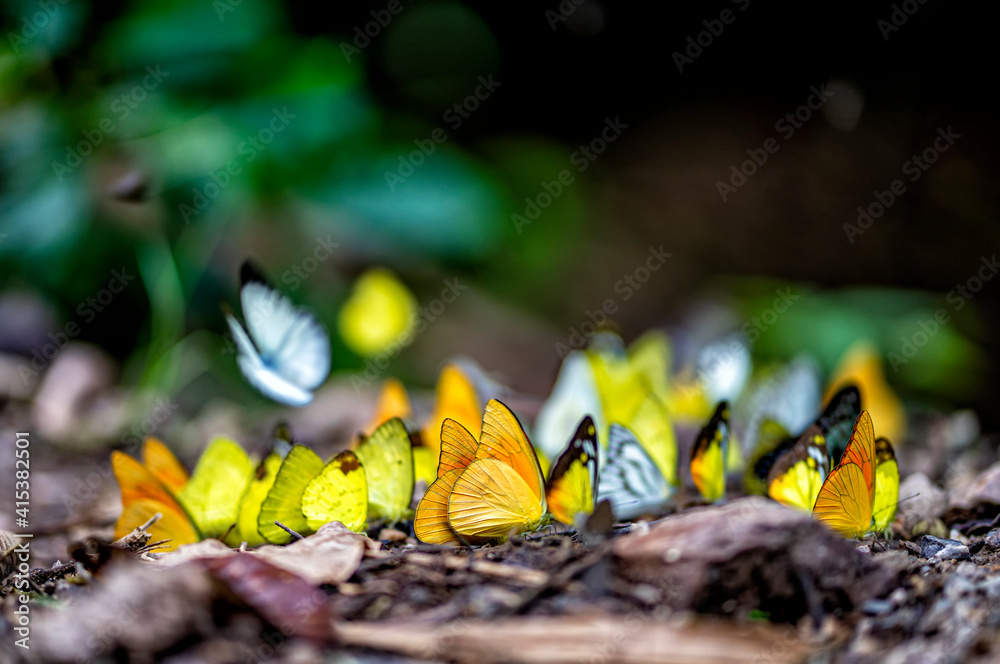 Swarm Of Butterflies In Nature