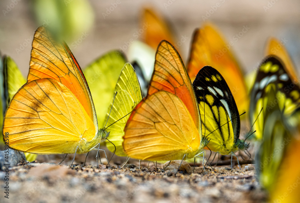 Swarm Of Butterflies In Nature