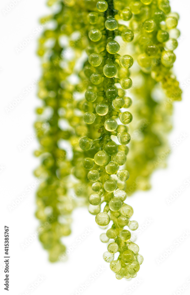 Underwater Sea Grapes