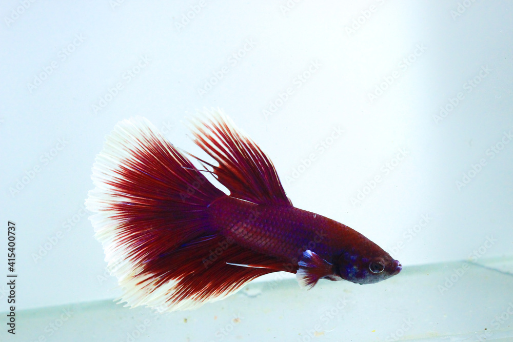 red halfmoon betta fish. The betta fish is predominantly red in a ...