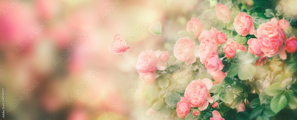 Summer or spring natural pink background with rose flowers and ...