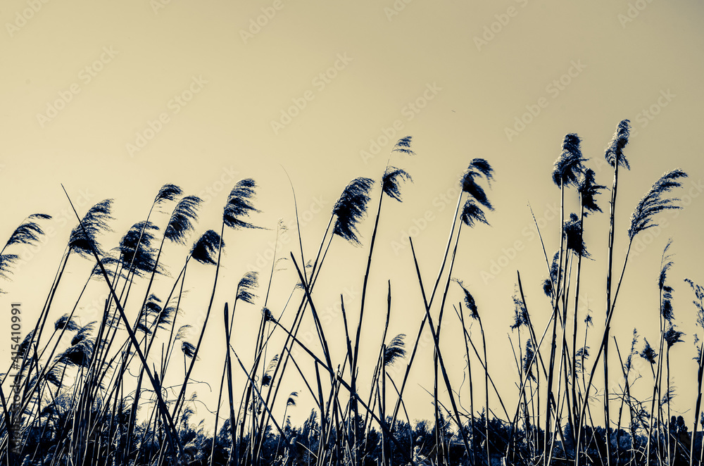 silhouettes of blades of pampas grass on blue sky Stock Photo | Adobe Stock