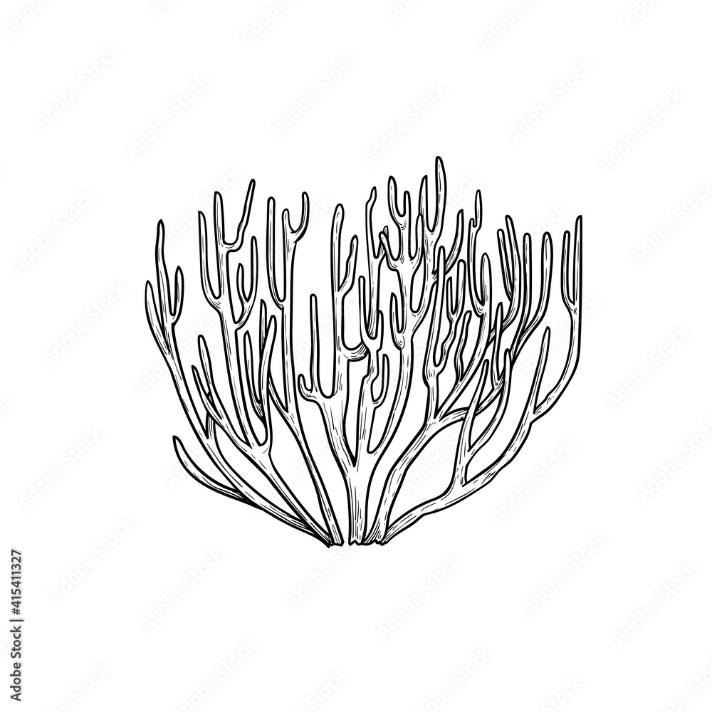 Hand drawn corals. Stag horn coral. Underwater reef element. Vector ...